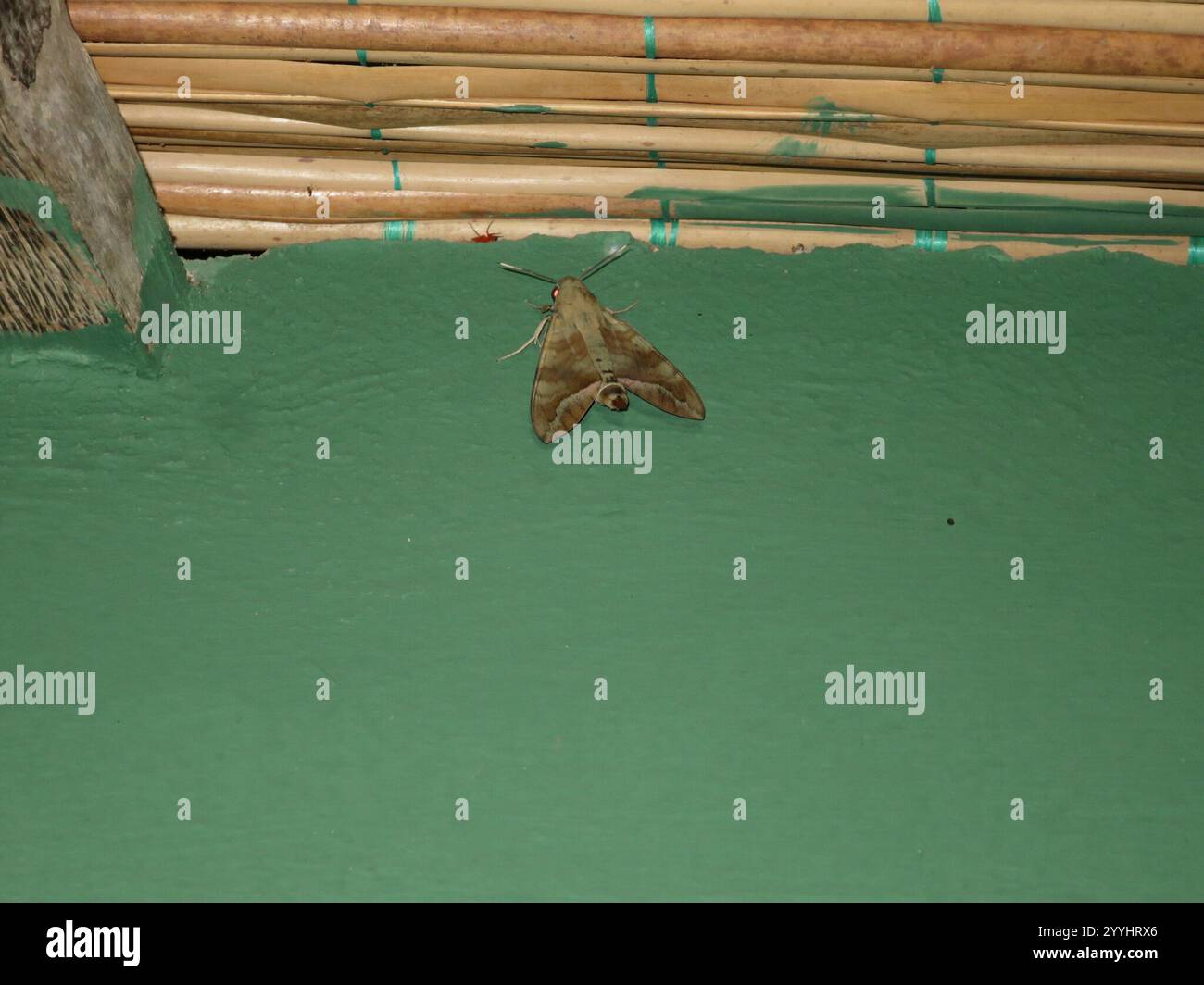 Comma Nephele (Nephele comma Stock Photo - Alamy