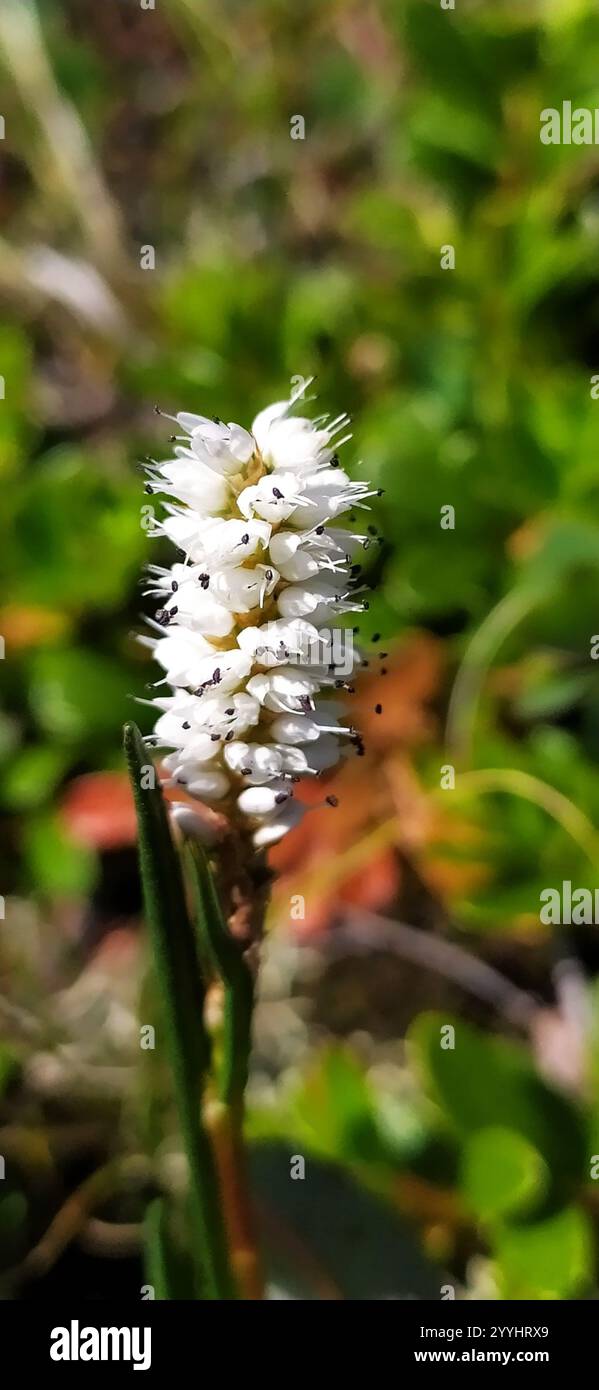 alpine bistort (Bistorta vivipara Stock Photo - Alamy
