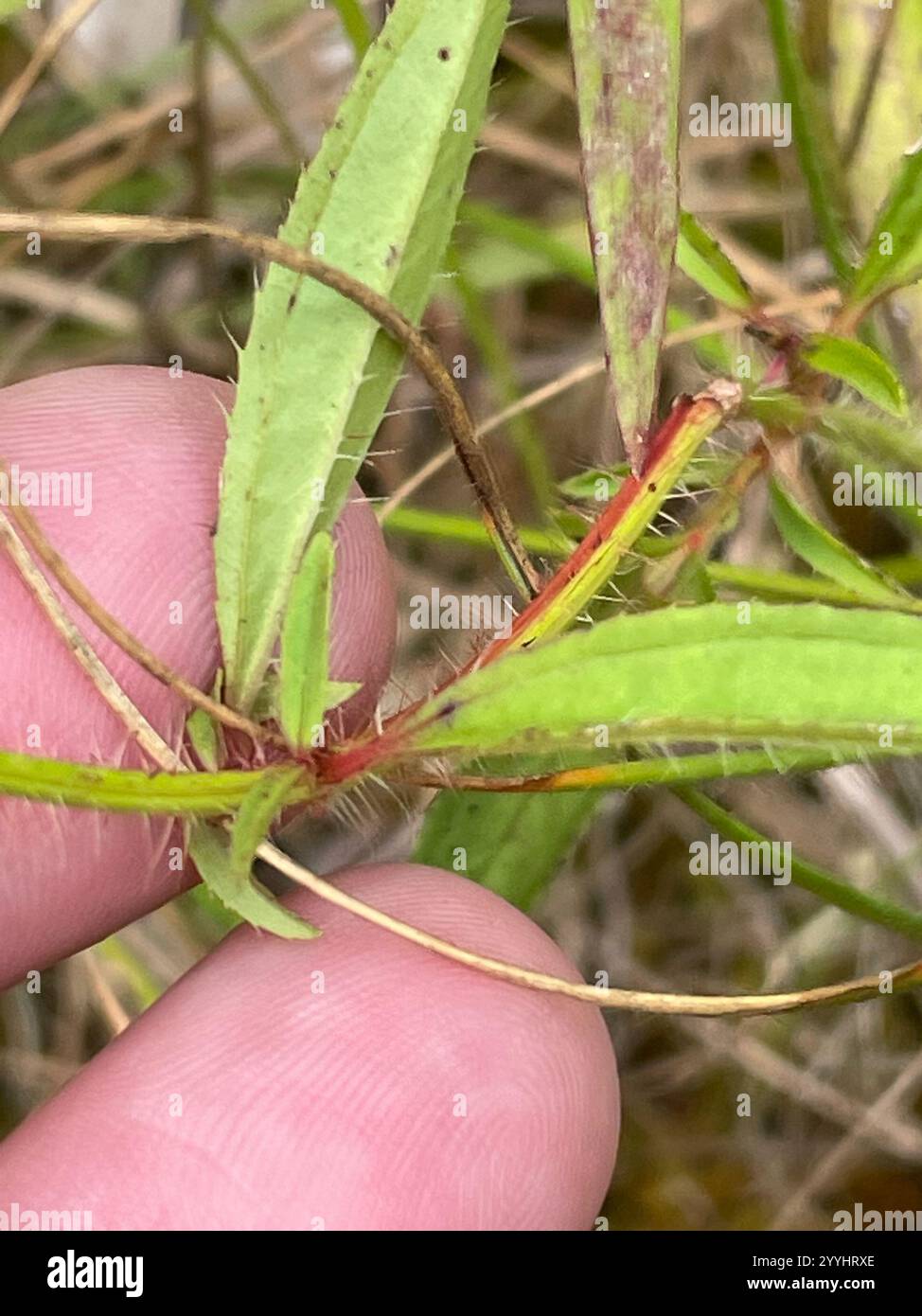 Maryland meadowbeauty (Rhexia mariana Stock Photo - Alamy