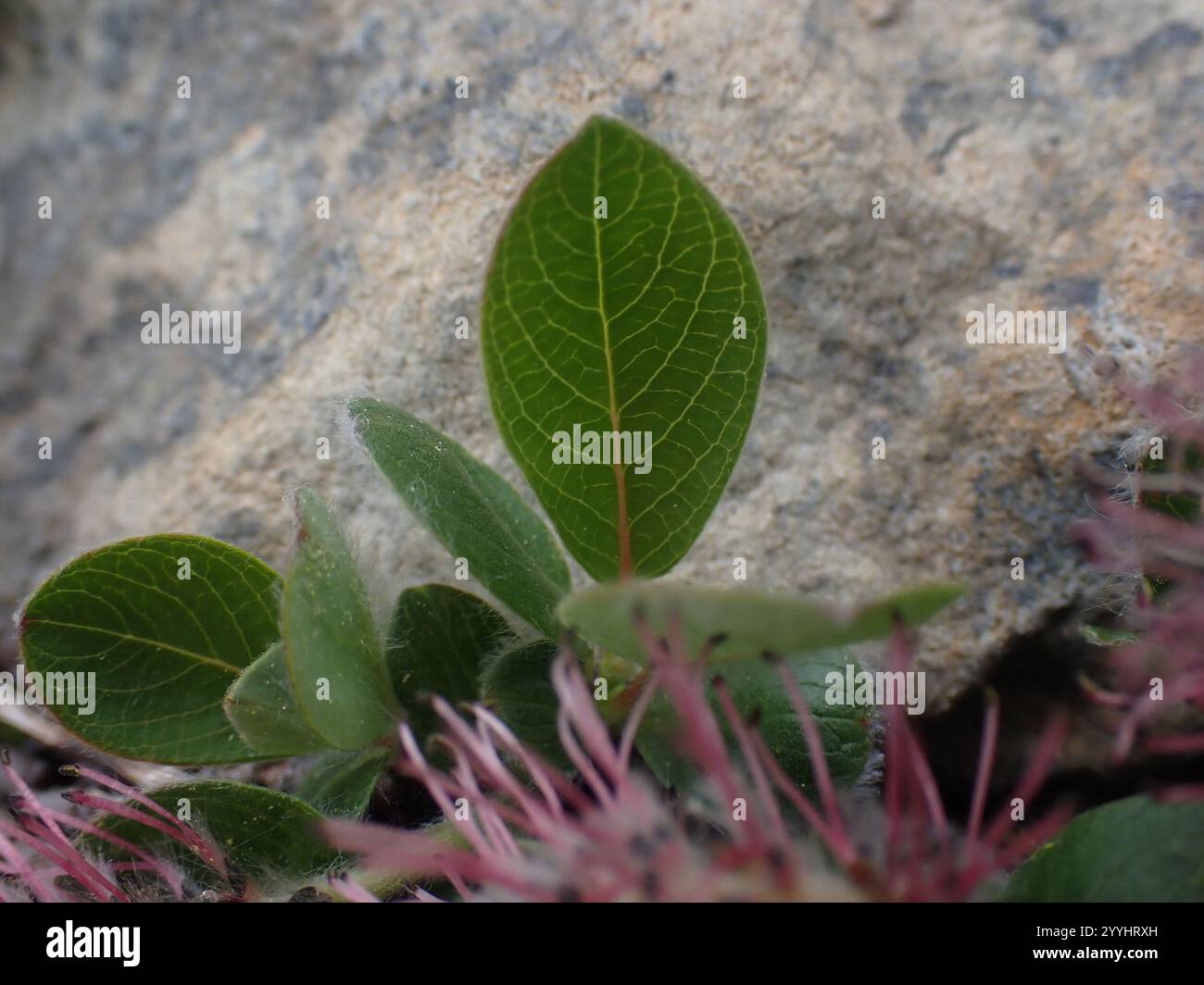 arctic willow (Salix arctica Stock Photo - Alamy