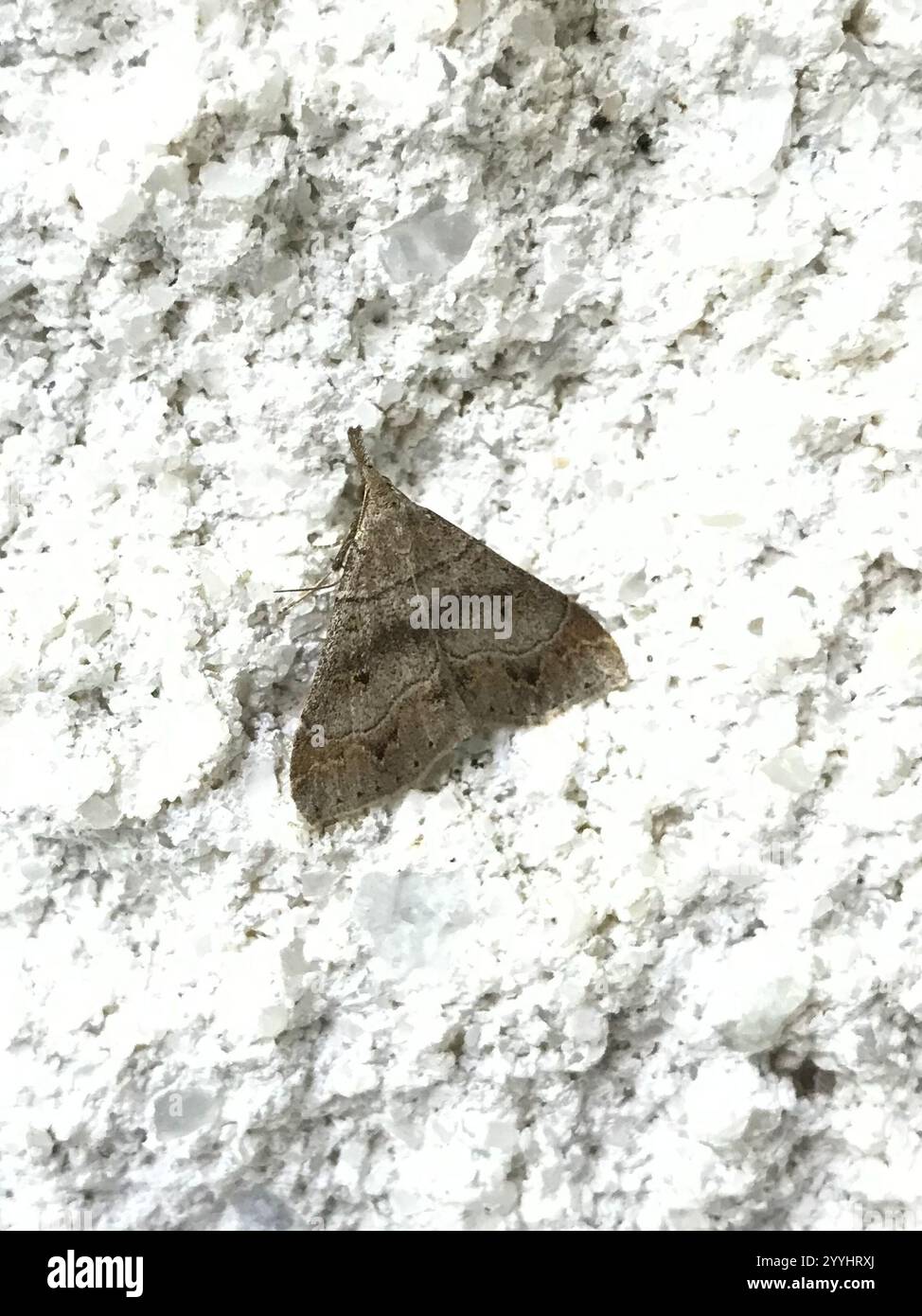 Yellow-spotted Renia Moth (Renia flavipunctalis Stock Photo - Alamy