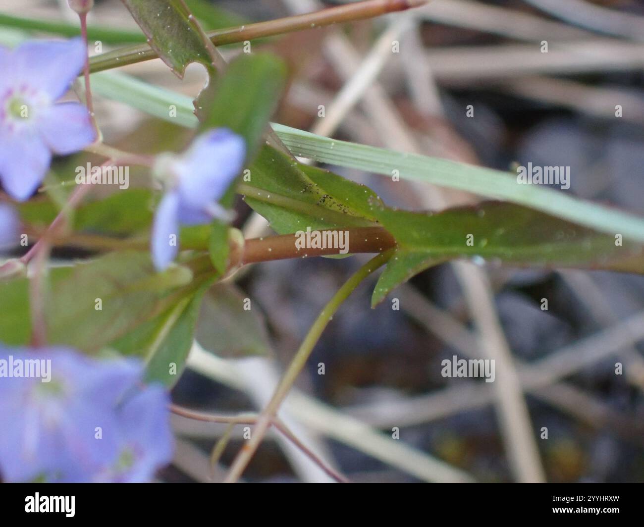 American brooklime hi-res stock photography and images - Alamy