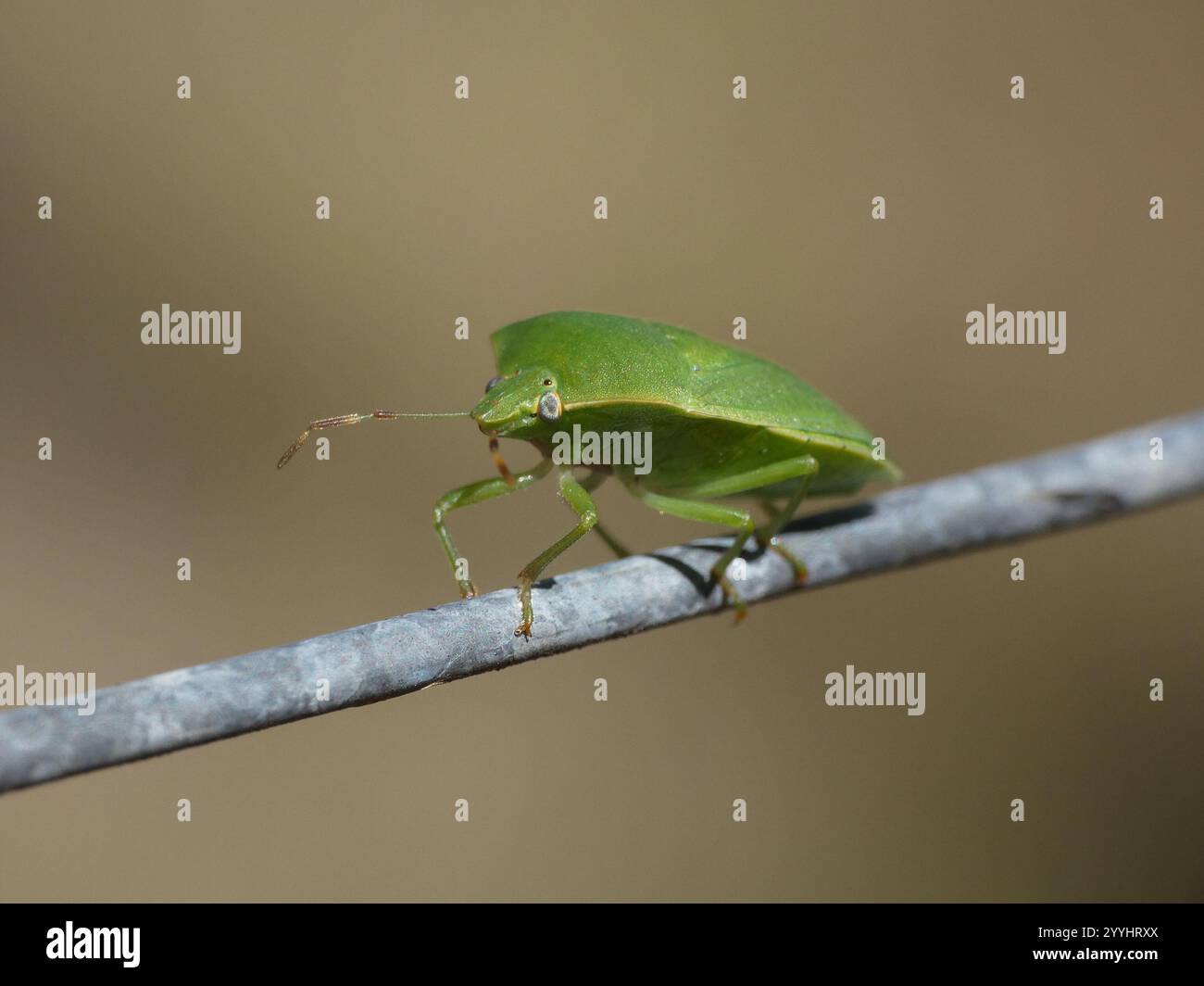 Southern Green Stink Bug (Nezara viridula Stock Photo - Alamy Southern Green Stink Bug (Nezara viridula Stock Photo - Alamy