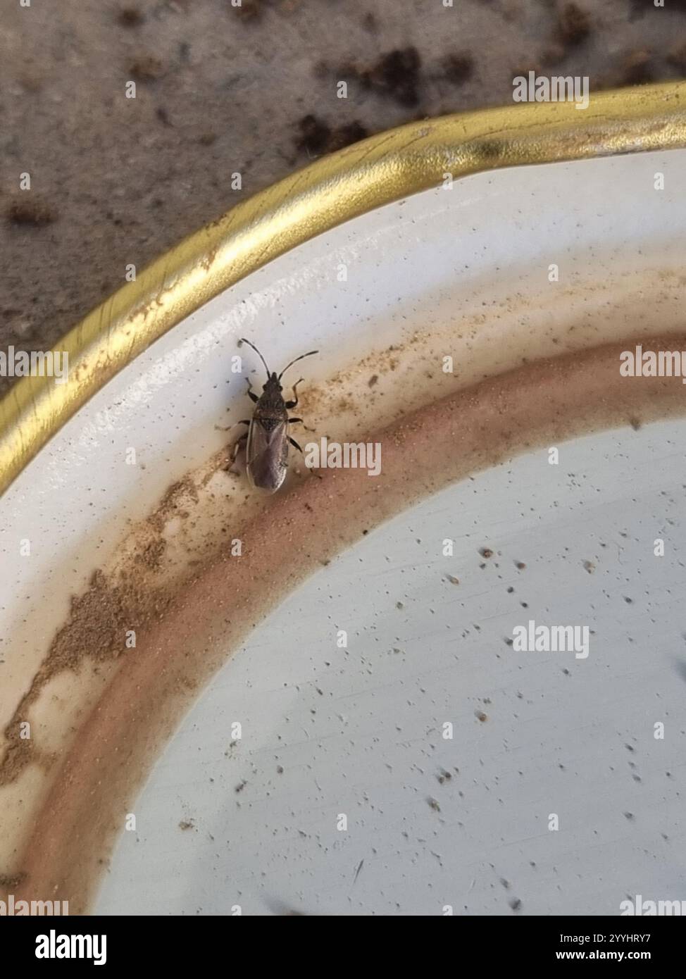 Cotton Seed Bug (Oxycarenus hyalinipennis Stock Photo - Alamy