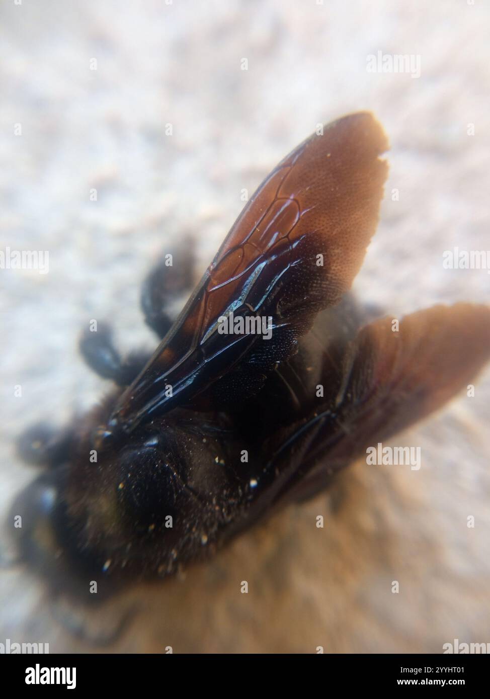 Violet Carpenter Bee (Xylocopa violacea Stock Photo - Alamy