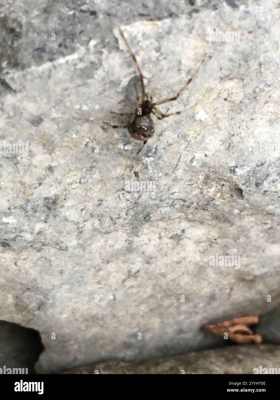 Comb-footed Spiders (Theridiidae Stock Photo - Alamy