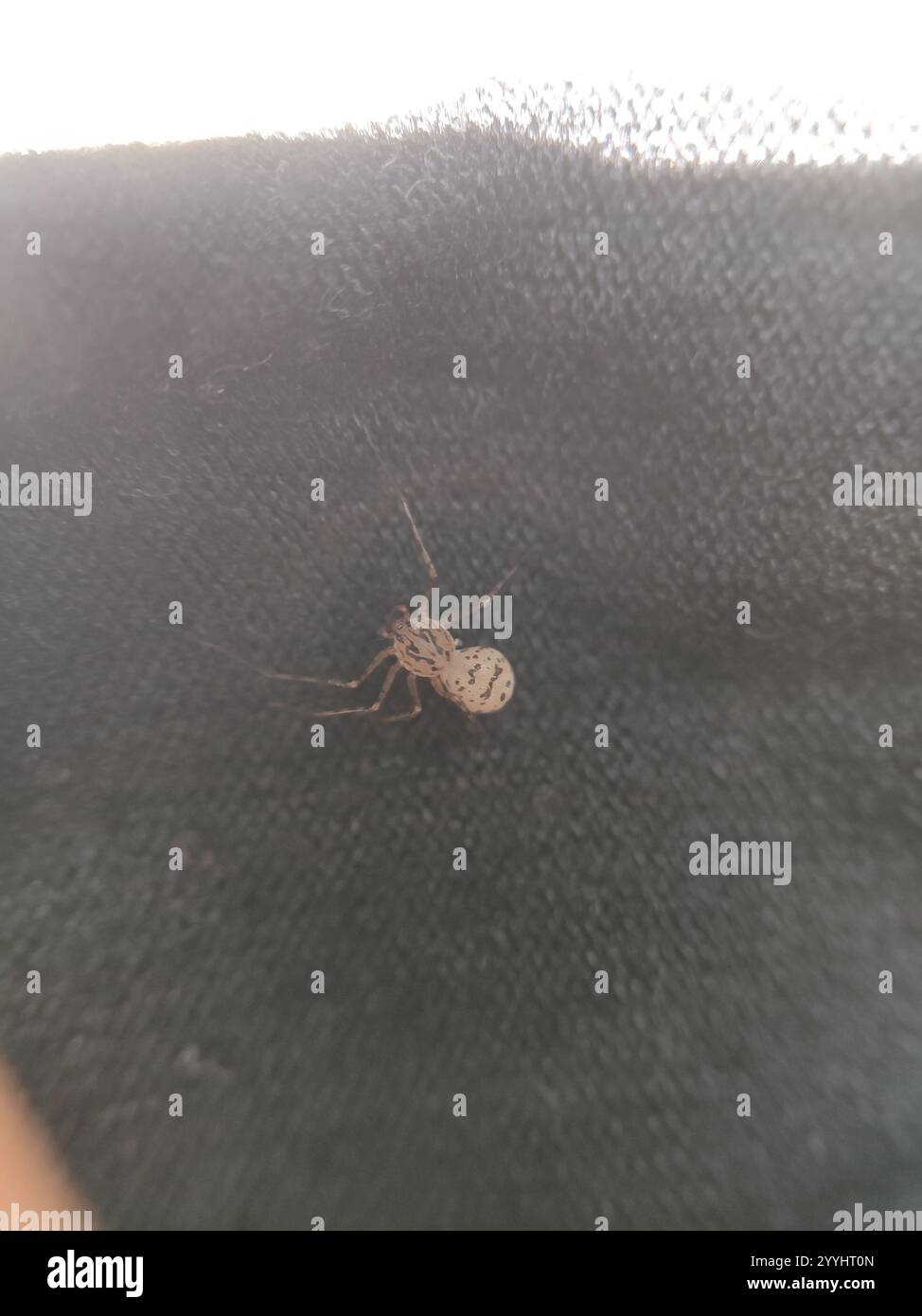 Common Spitting Spider (Scytodes thoracica Stock Photo - Alamy