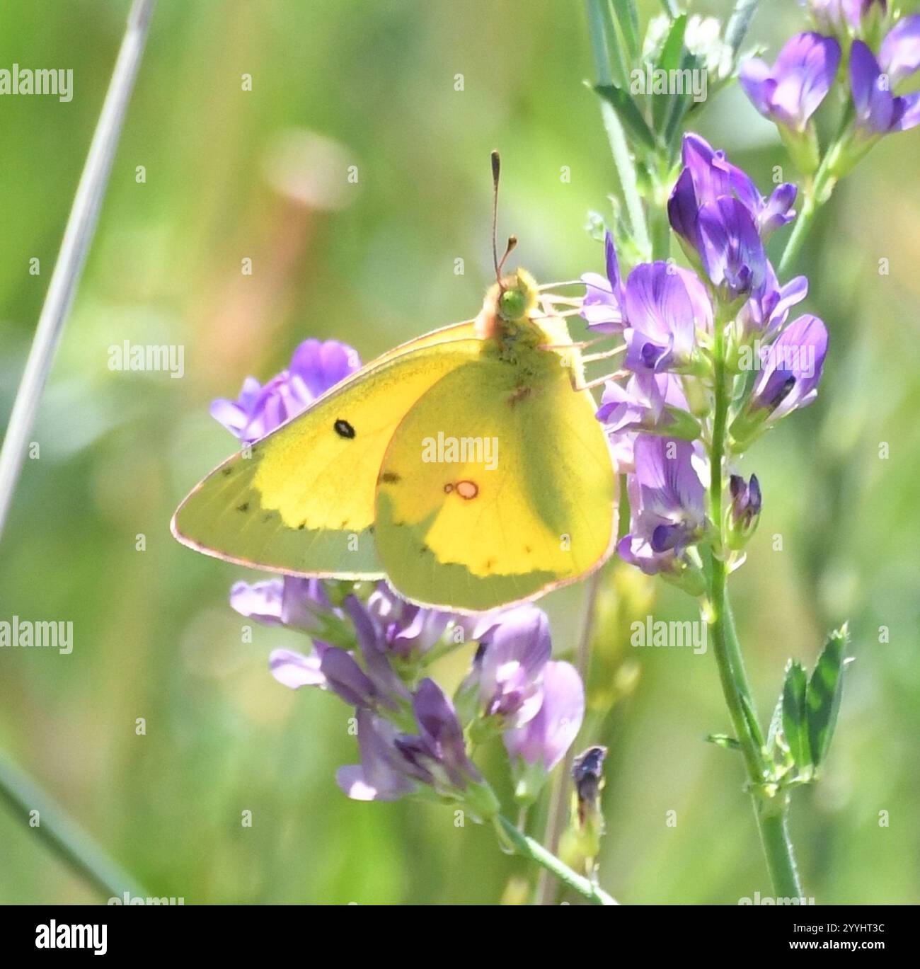 Orange Sulphur (Colias eurytheme Stock Photo - Alamy
