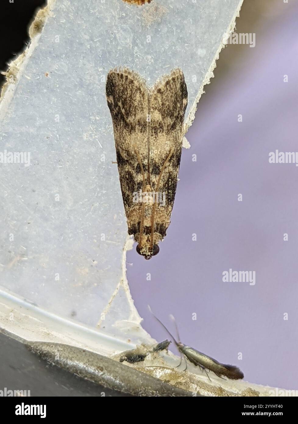 Ash-bark Knot-horn (Euzophera pinguis Stock Photo - Alamy