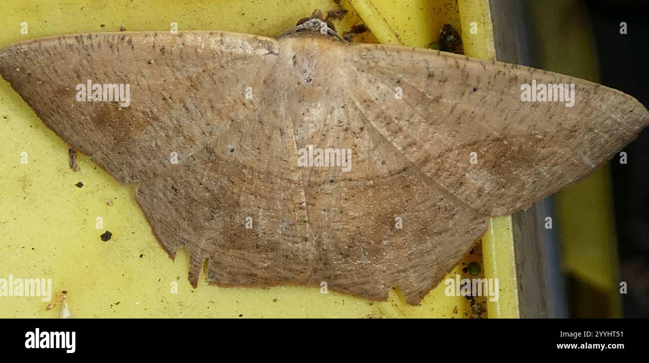 Large Maple Spanworm Moth (Prochoerodes lineola Stock Photo - Alamy