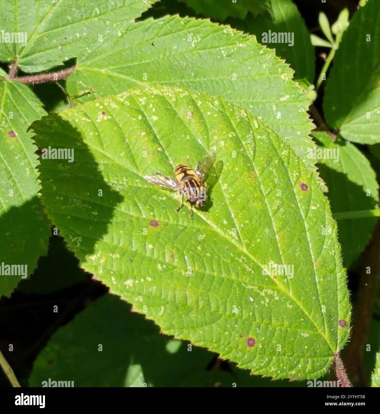 Sun Fly (Helophilus pendulus Stock Photo - Alamy