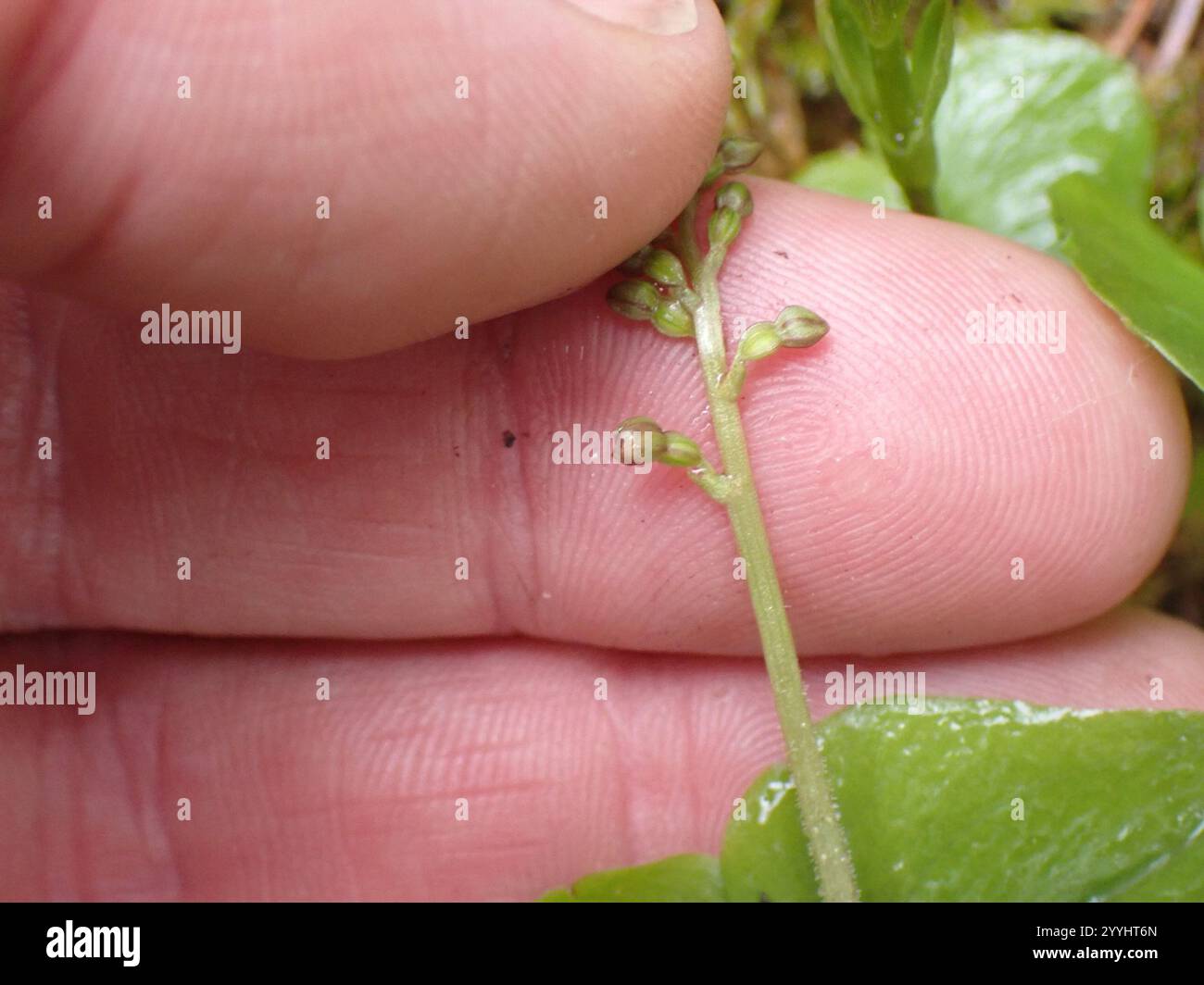 Heartleaf Twayblade (Neottia cordata Stock Photo - Alamy
