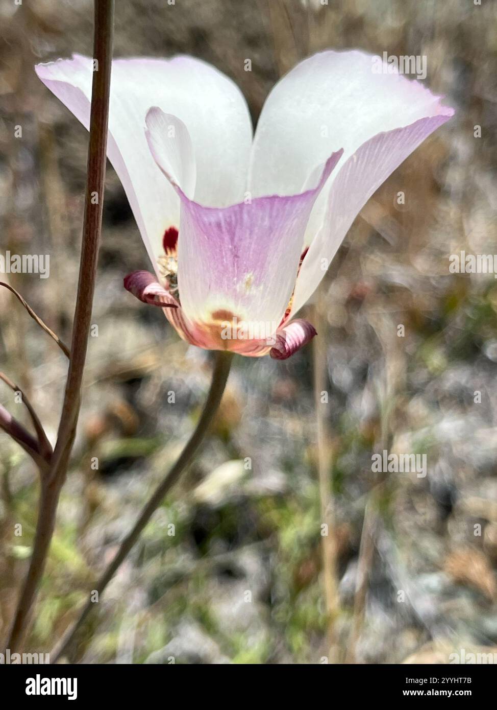 la panza mariposa lily (Calochortus simulans Stock Photo - Alamy