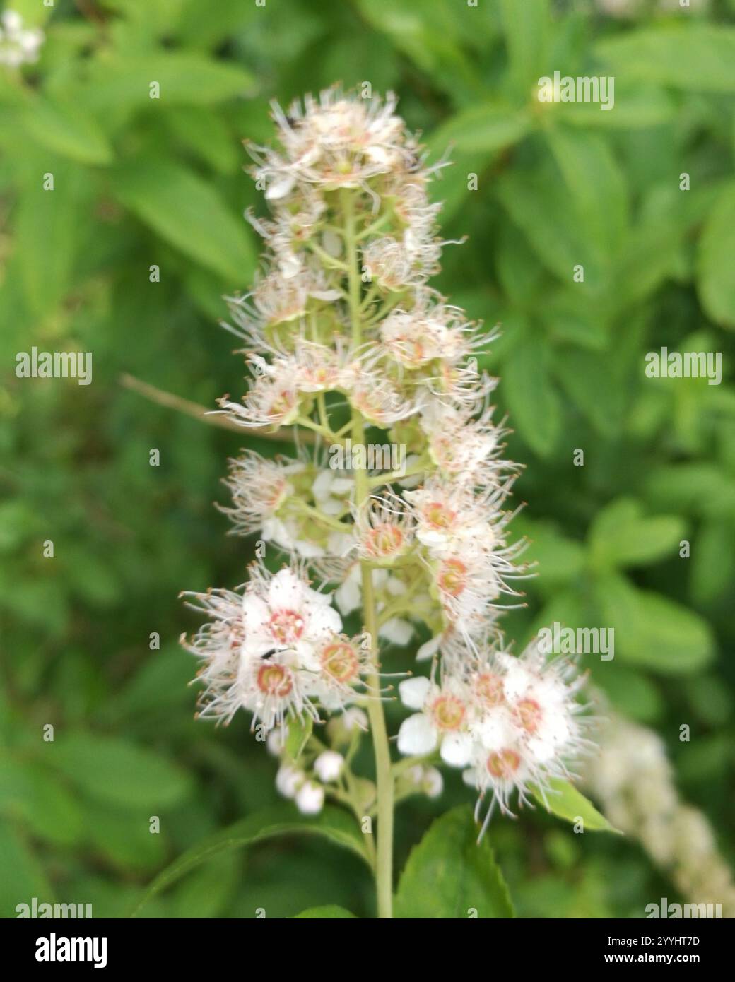white meadowsweet (Spiraea alba Stock Photo - Alamy