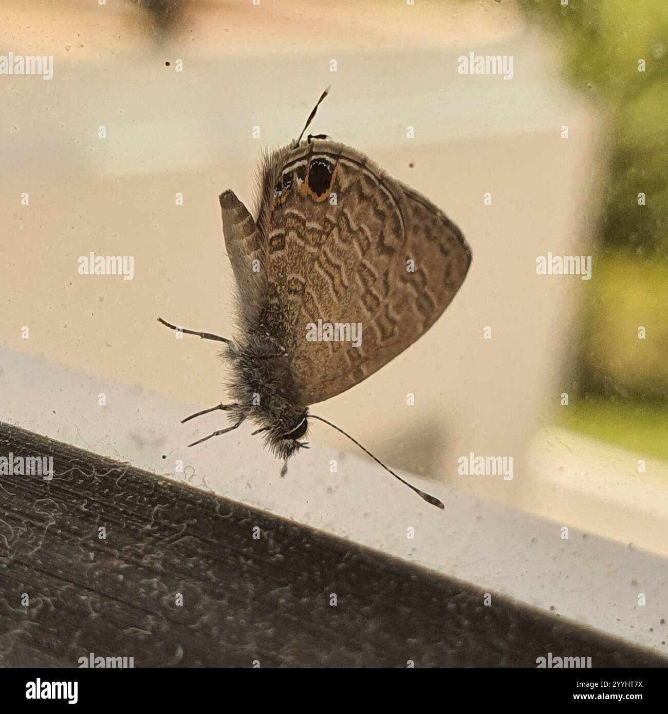 Common Line Blue (Prosotas nora Stock Photo - Alamy