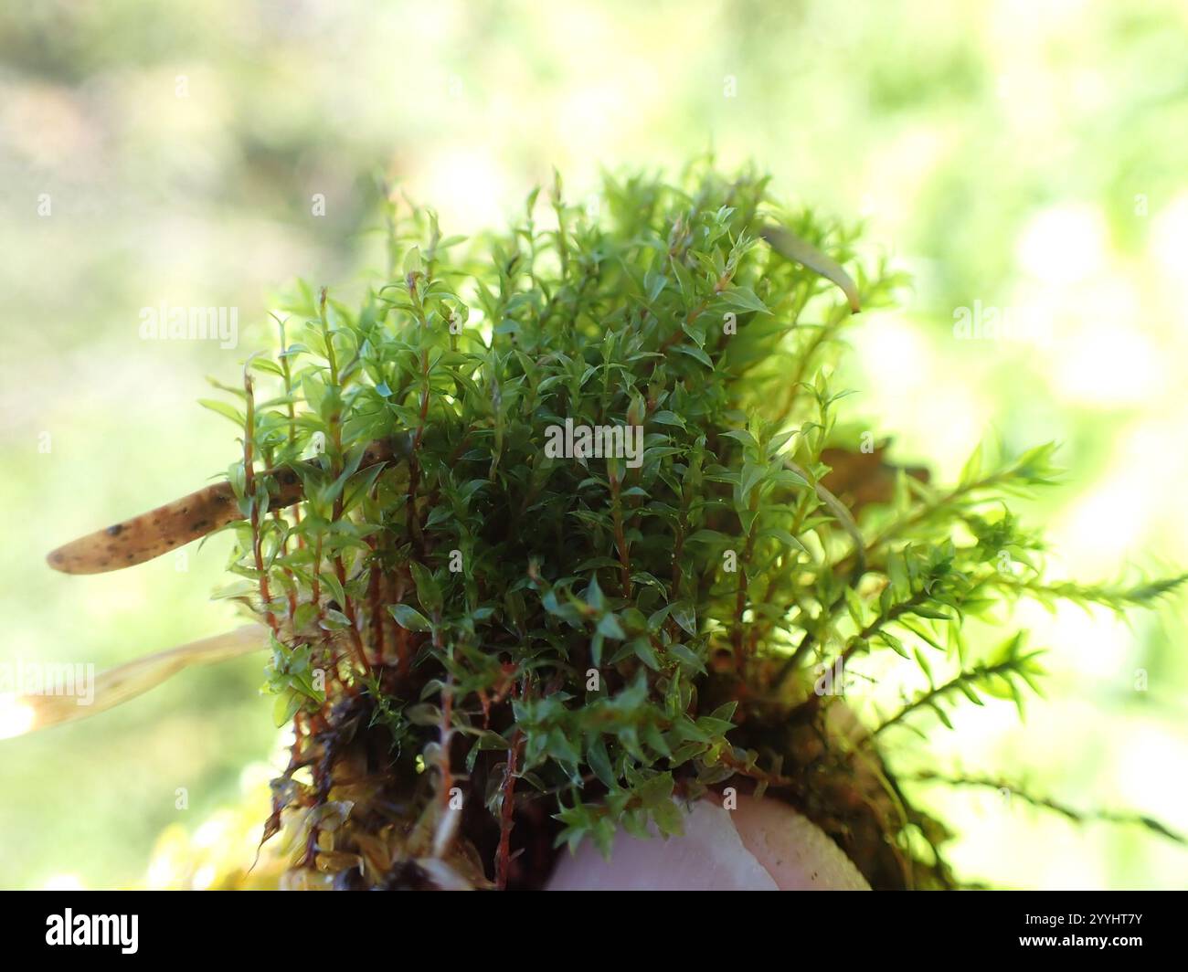 Weigel's Bryum Moss (Ptychostomum weigelii Stock Photo - Alamy