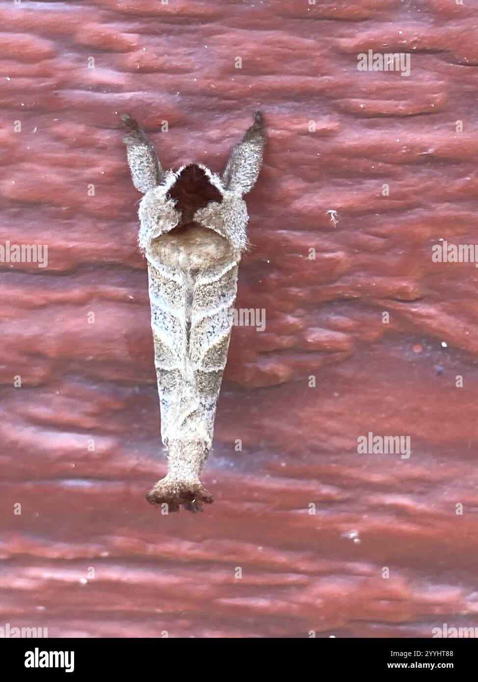 Sigmoid Prominent (Clostera albosigma Stock Photo - Alamy