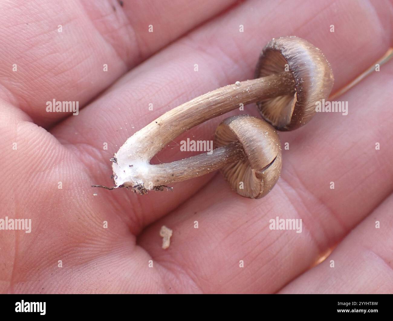 Mower's Mushroom (Panaeolus foenisecii Stock Photo - Alamy