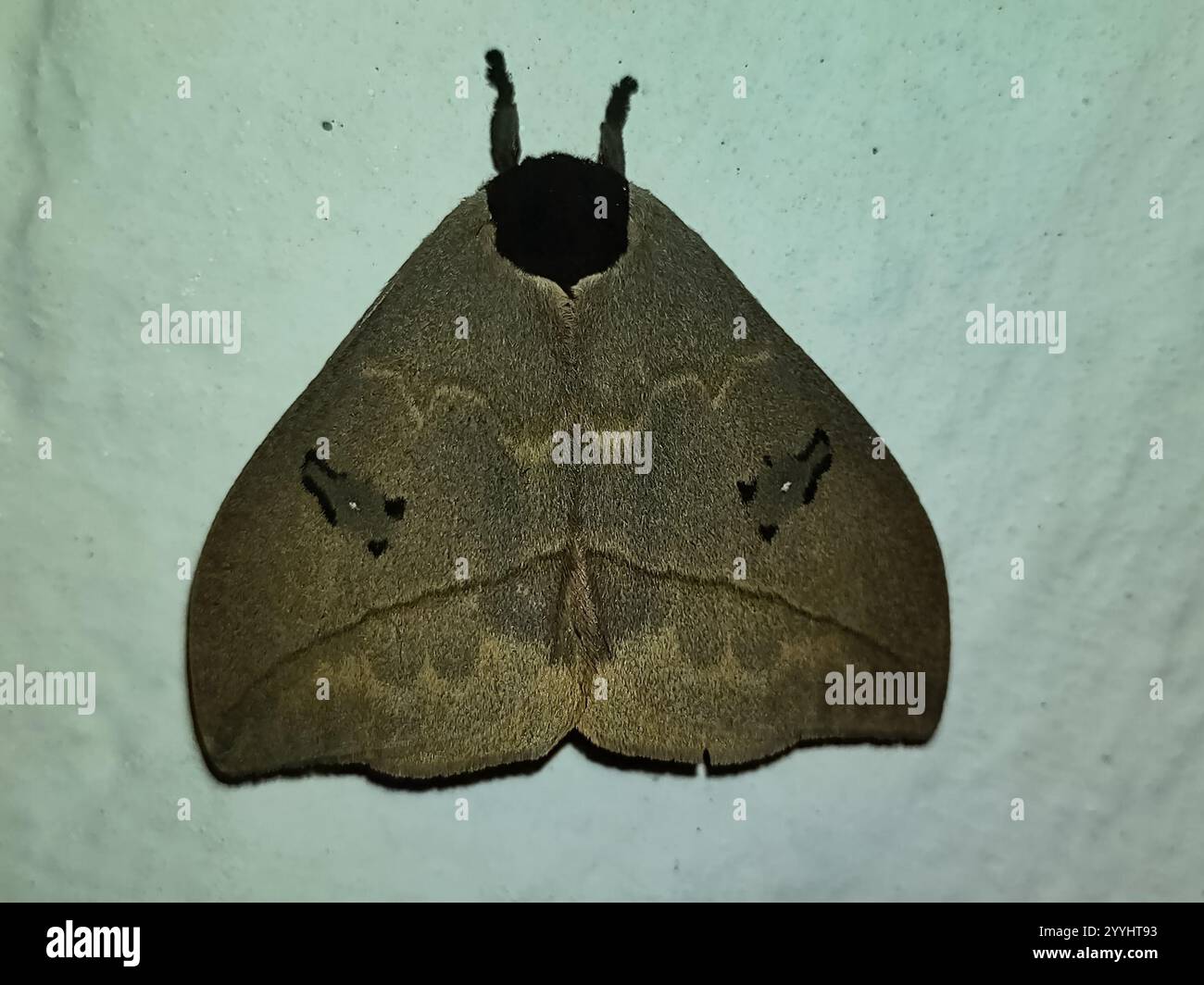 Emperor and Giant Silk Moths (Saturniidae Stock Photo - Alamy