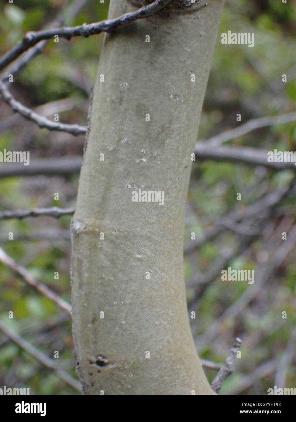 quaking aspen (Populus tremuloides Stock Photo - Alamy