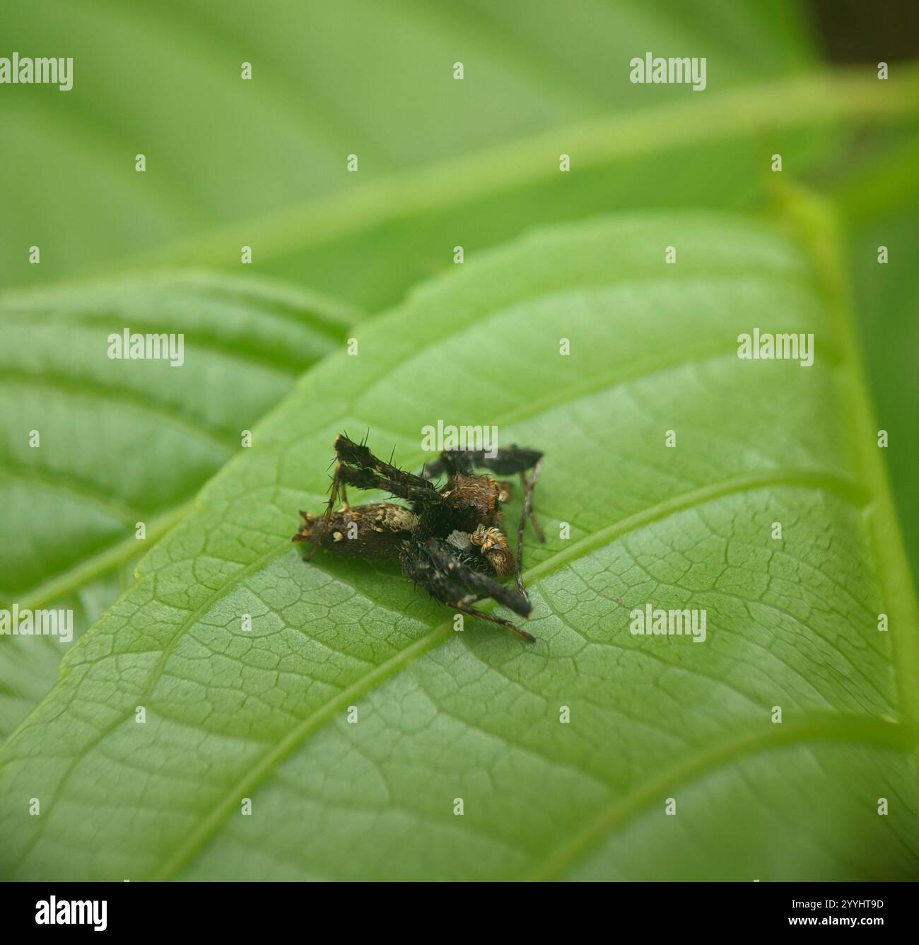 Dandy Spiders (Portia Stock Photo - Alamy