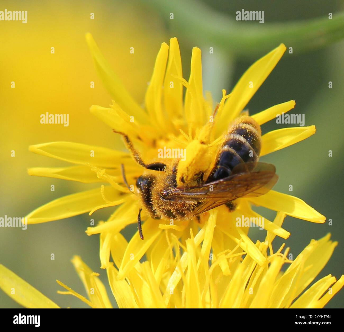 Mining Bees (Andrena Stock Photo - Alamy