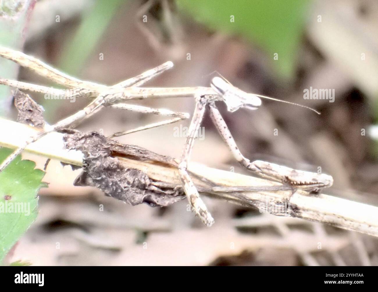 Australian Stick Mantis (Archimantis latistyla Stock Photo - Alamy