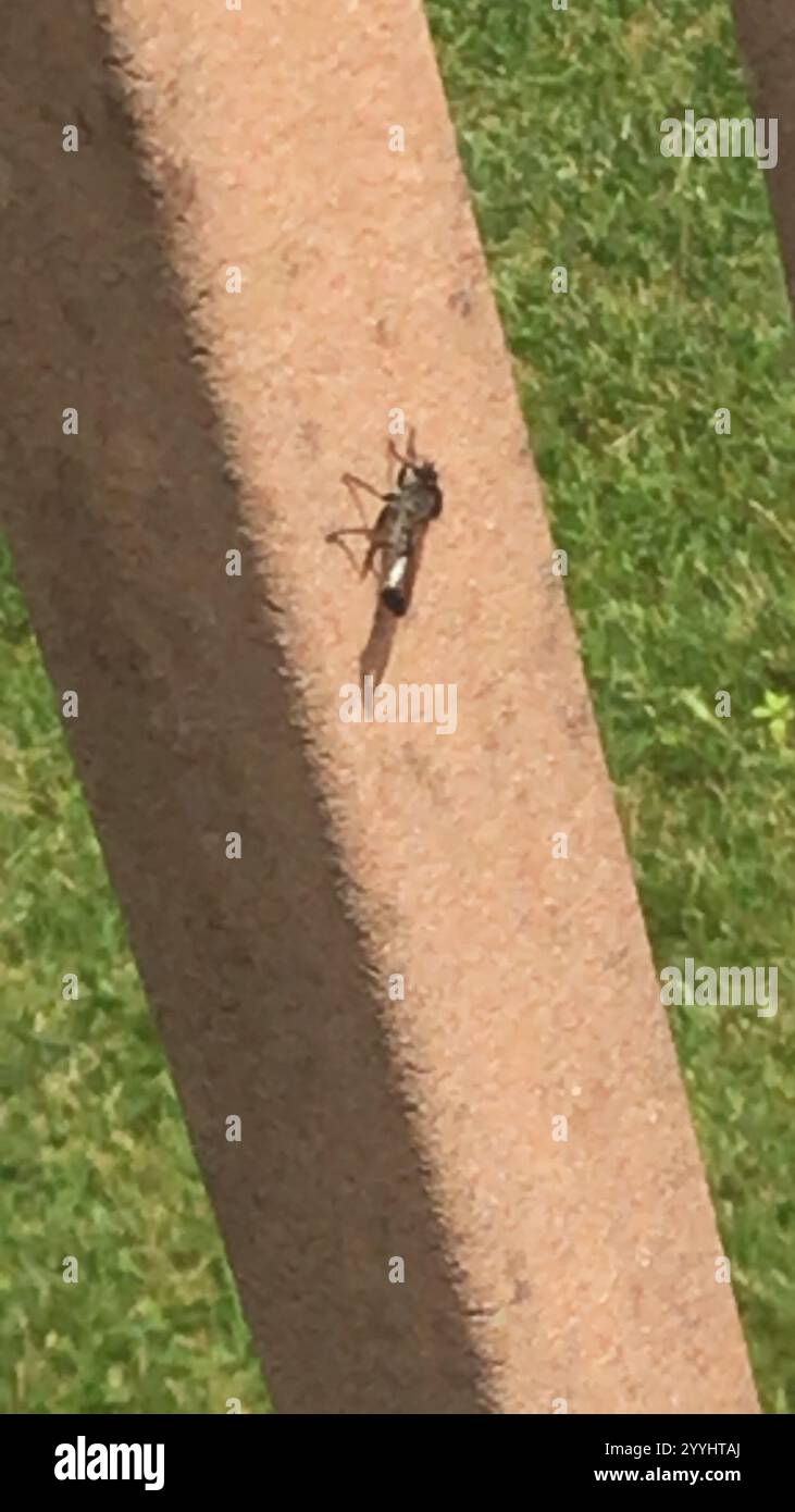 Northeastern Hammertail (Efferia aestuans Stock Photo - Alamy
