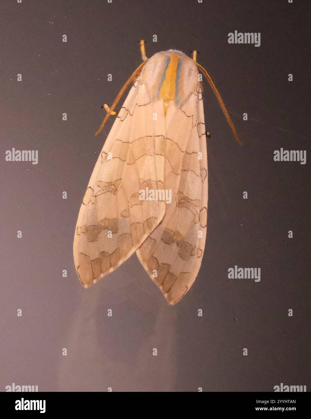 Banded Tussock Moth (Halysidota tessellaris Stock Photo - Alamy