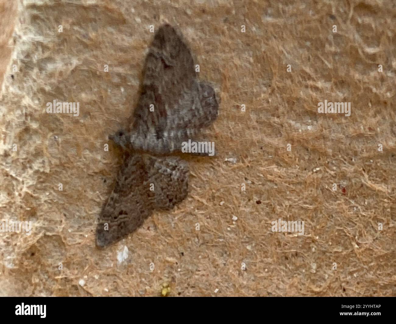 Gymnoscelis rufifasciata hi-res stock photography and images - Alamy