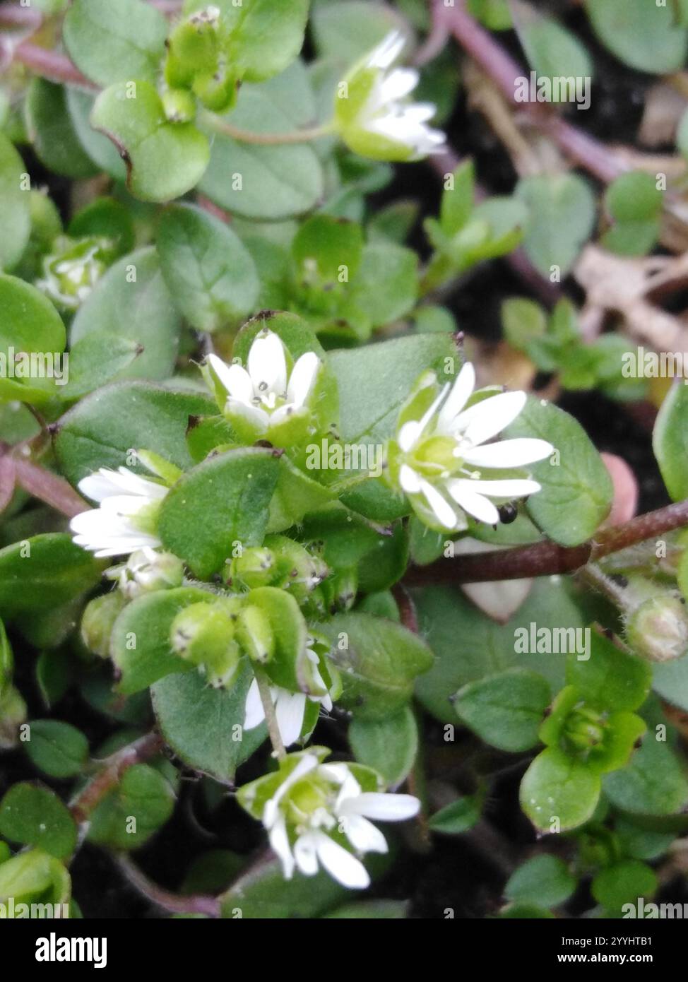 common chickweed (Stellaria media Stock Photo - Alamy