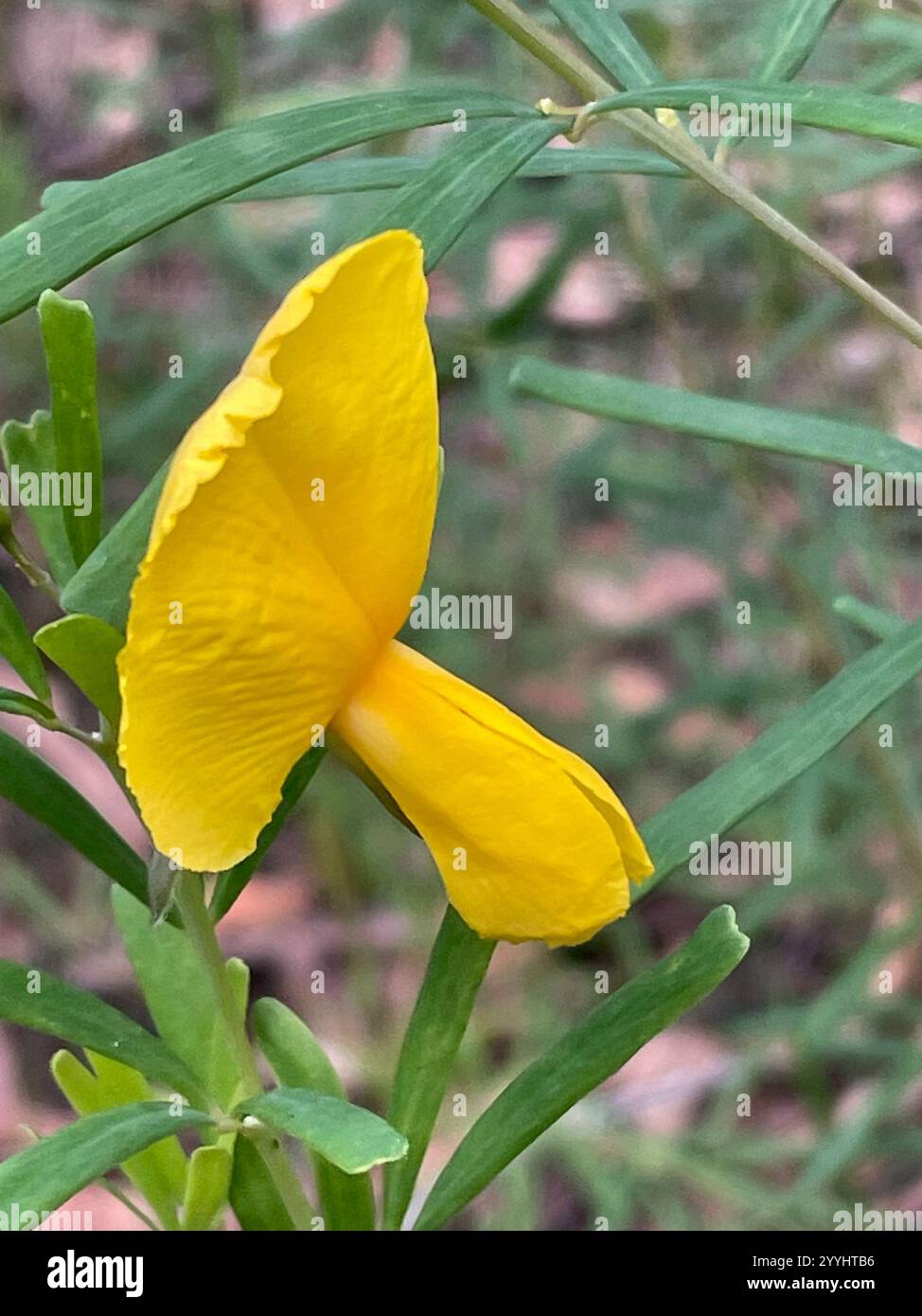 Golden Glory Pea (Gompholobium latifolium Stock Photo - Alamy