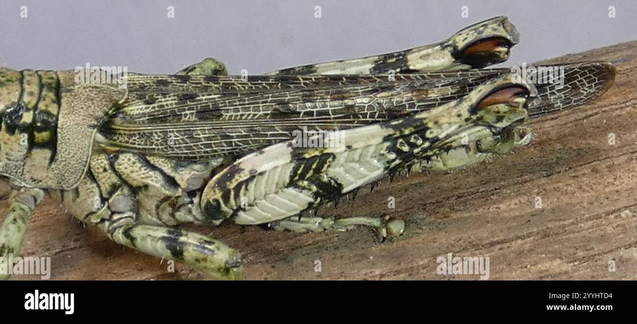 Pine tree Spur-throat Grasshopper (Melanoplus punctulatus Stock Photo ...