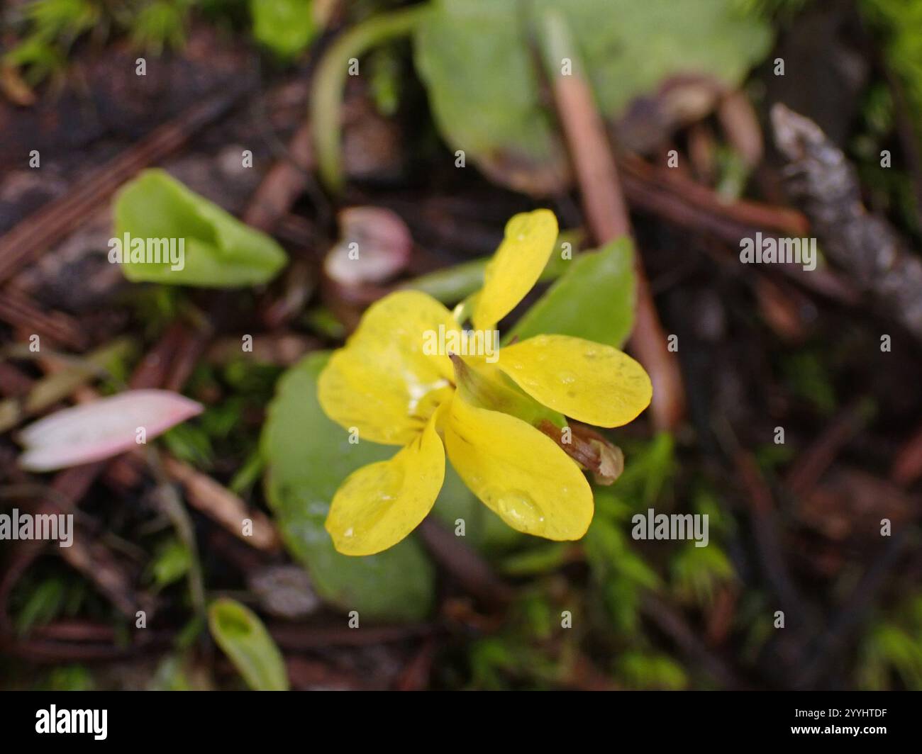 western roundleaf violet (Viola orbiculata Stock Photo - Alamy
