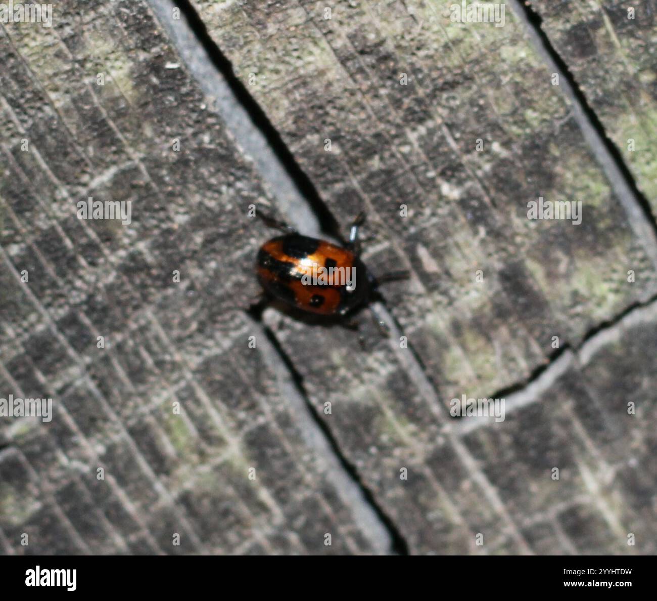Two-spotted Diaperis (Diaperis maculata Stock Photo - Alamy