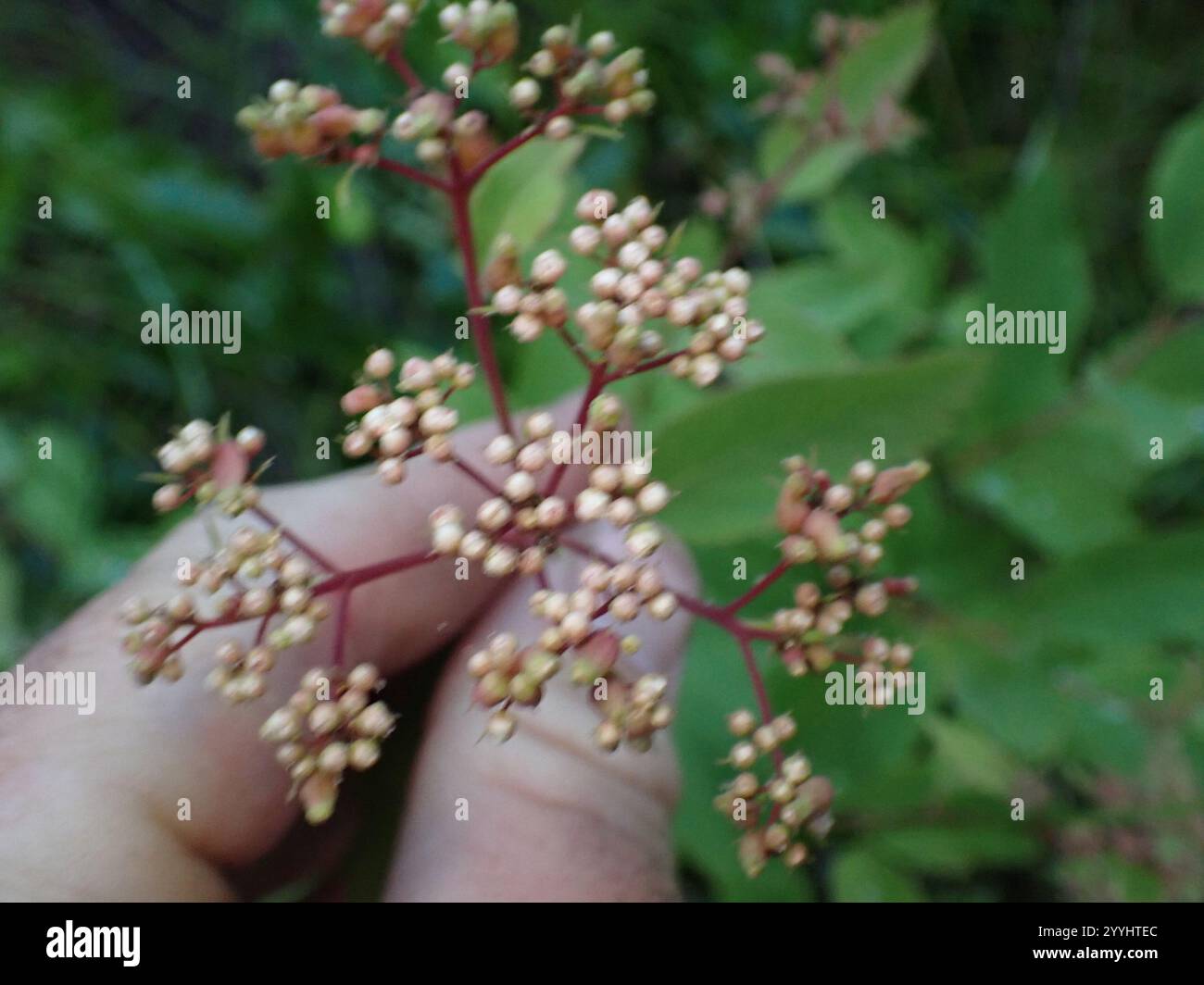 Shinyleaf Meadowsweet (Spiraea lucida Stock Photo - Alamy