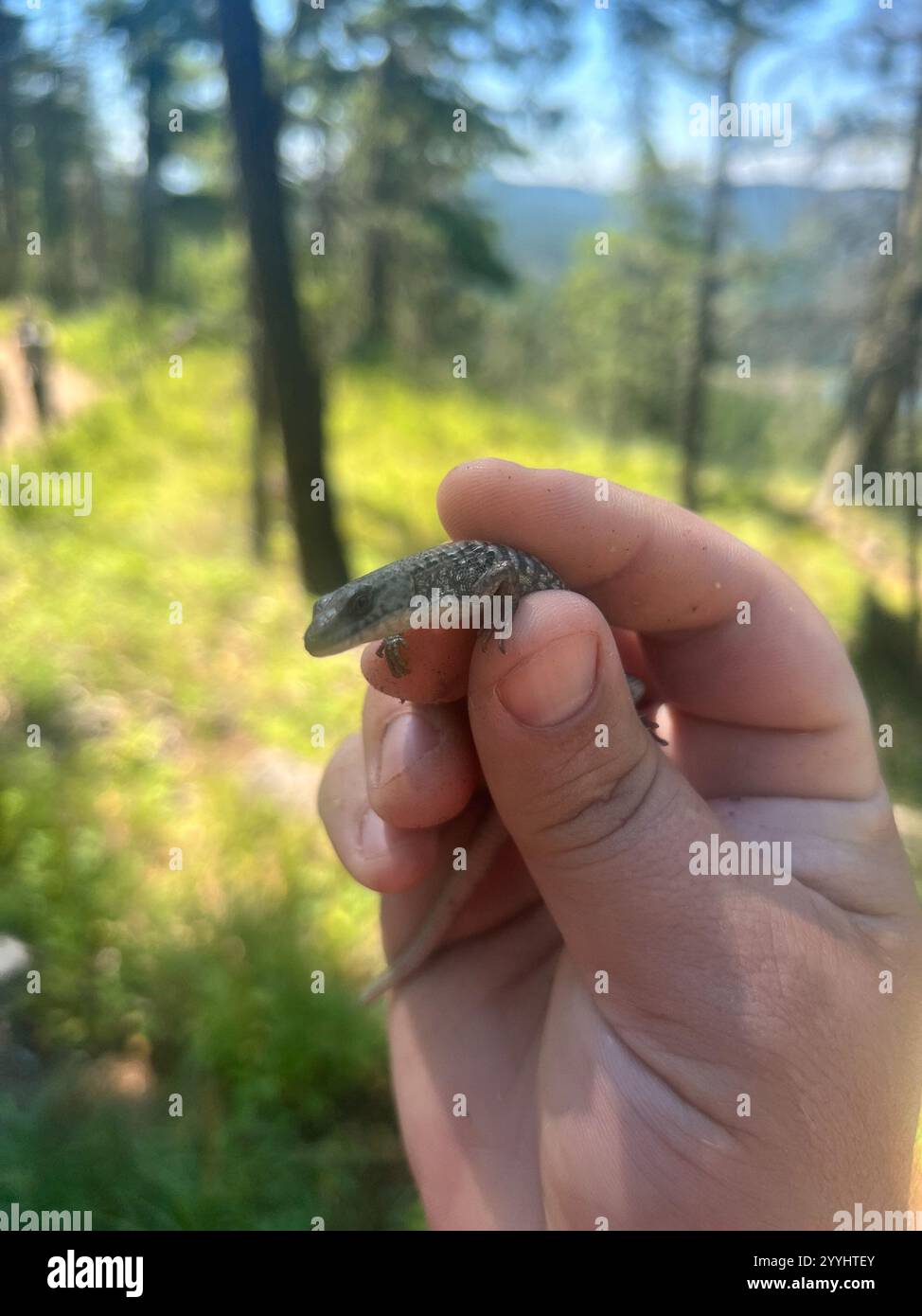 Northern Alligator Lizard (Elgaria coerulea Stock Photo - Alamy