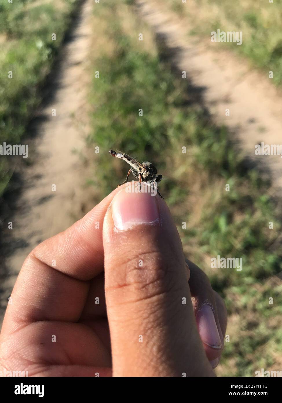Hammertail hi-res stock photography and images - Alamy
