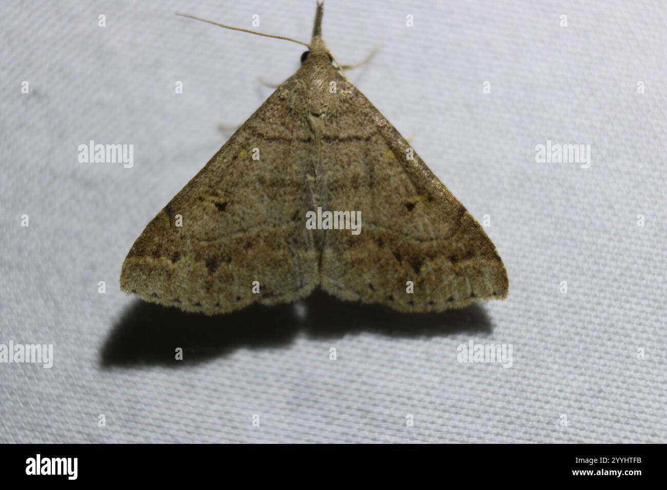 Yellow-spotted Renia Moth (Renia flavipunctalis Stock Photo - Alamy