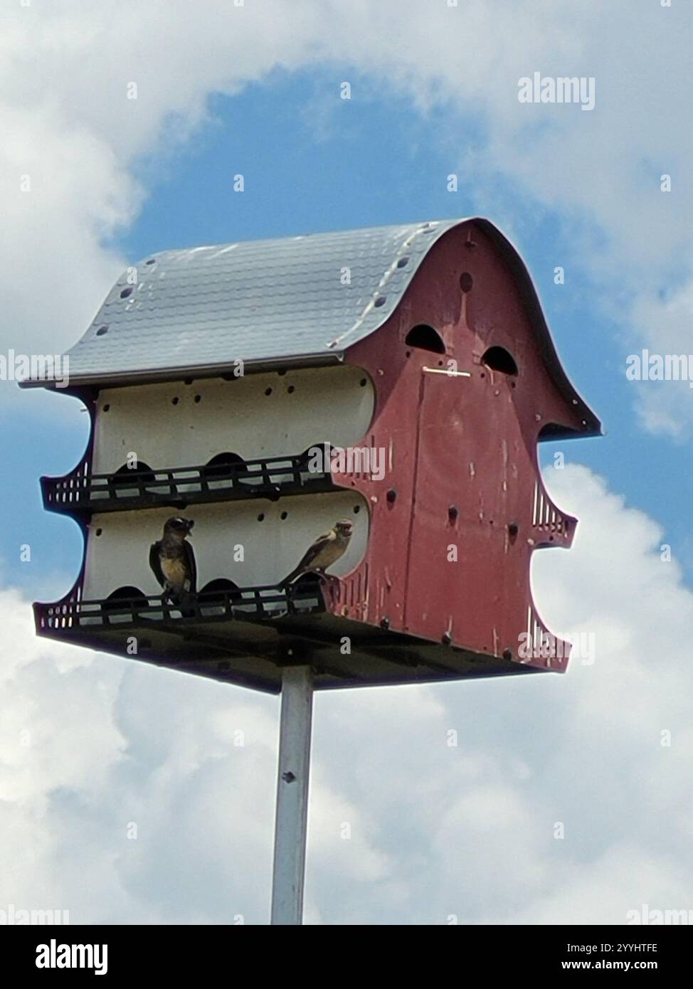 Purple Martin (Progne subis Stock Photo - Alamy