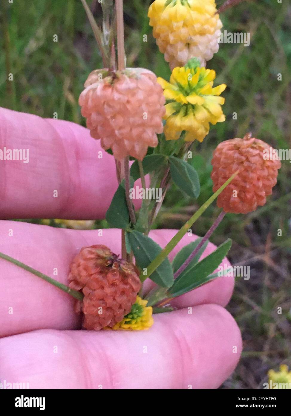 large hop clover (Trifolium aureum Stock Photo - Alamy