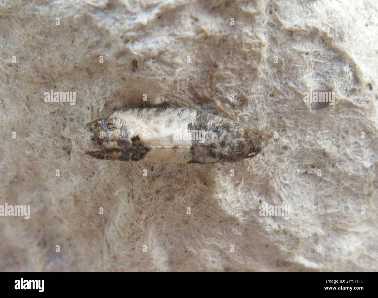 Spilonota hi-res stock photography and images - Alamy