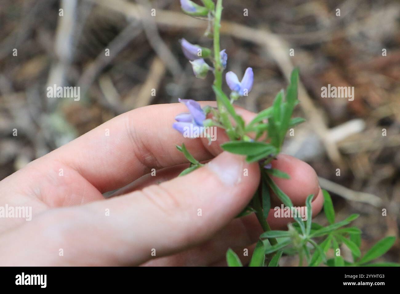 Broadleaf Lupine (Lupinus latifolius Stock Photo - Alamy