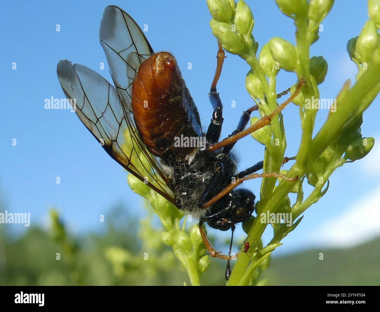 Giant Birch Sawfly (Trichiosoma triangulum Stock Photo - Alamy