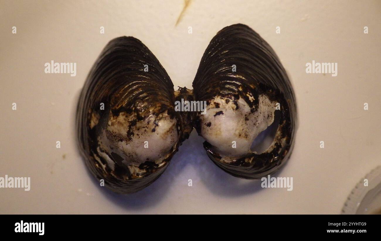 Asian Clam (Corbicula fluminea Stock Photo - Alamy