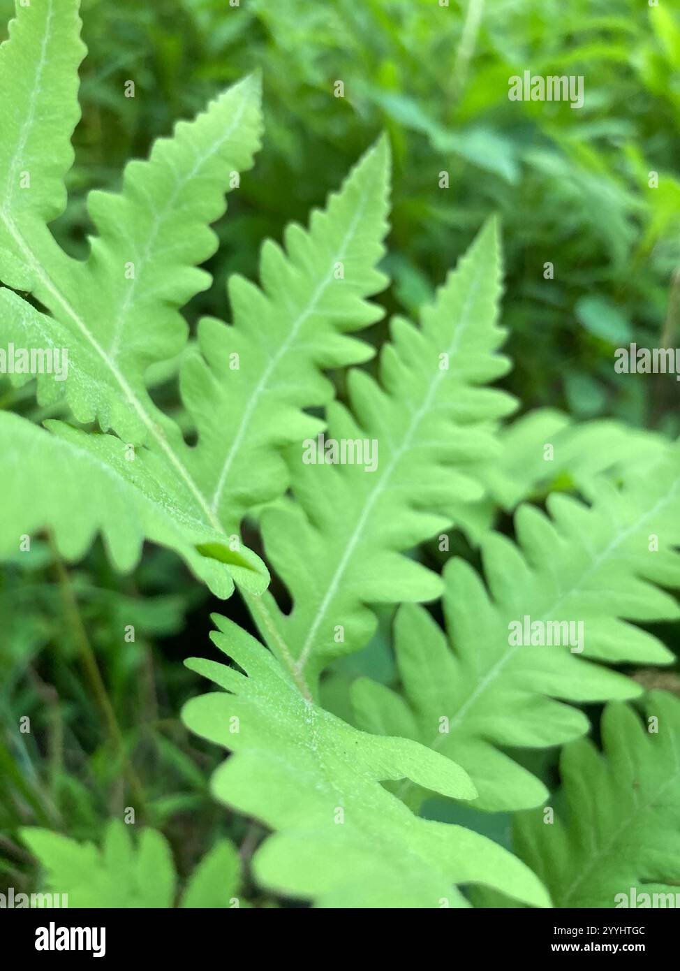 sensitive fern (Onoclea sensibilis Stock Photo - Alamy