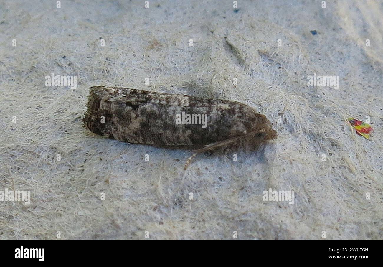 Spilonota hi-res stock photography and images - Alamy