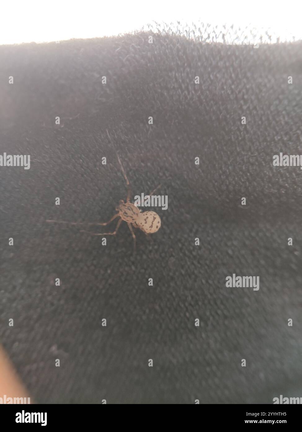 Common Spitting Spider (Scytodes thoracica Stock Photo - Alamy