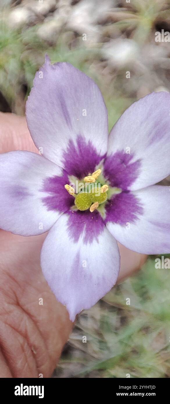 catchfly prairie gentian (Eustoma exaltatum Stock Photo - Alamy