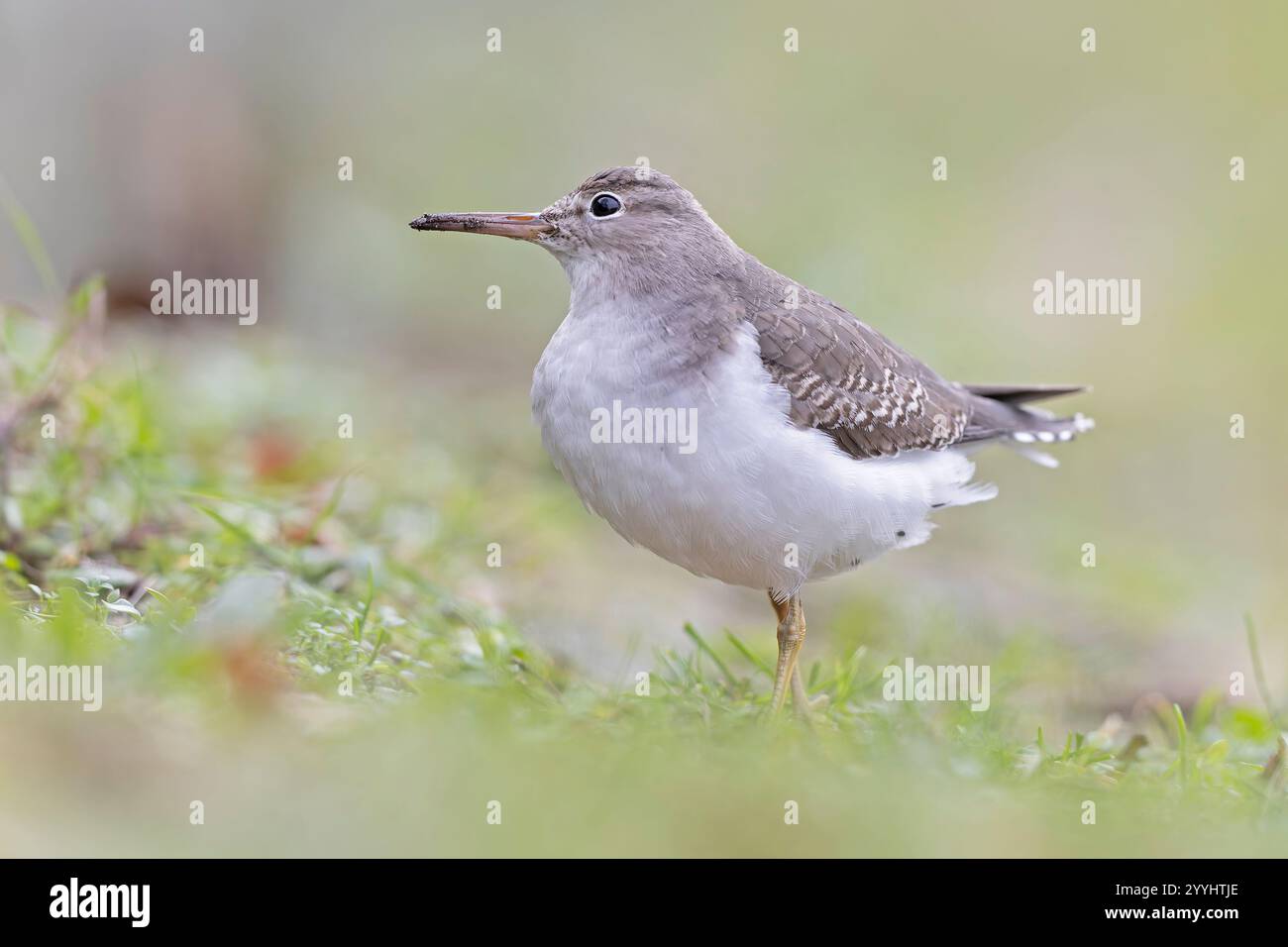 A spotted sandpiper (Actitis macularius) photographed at a low point of ...